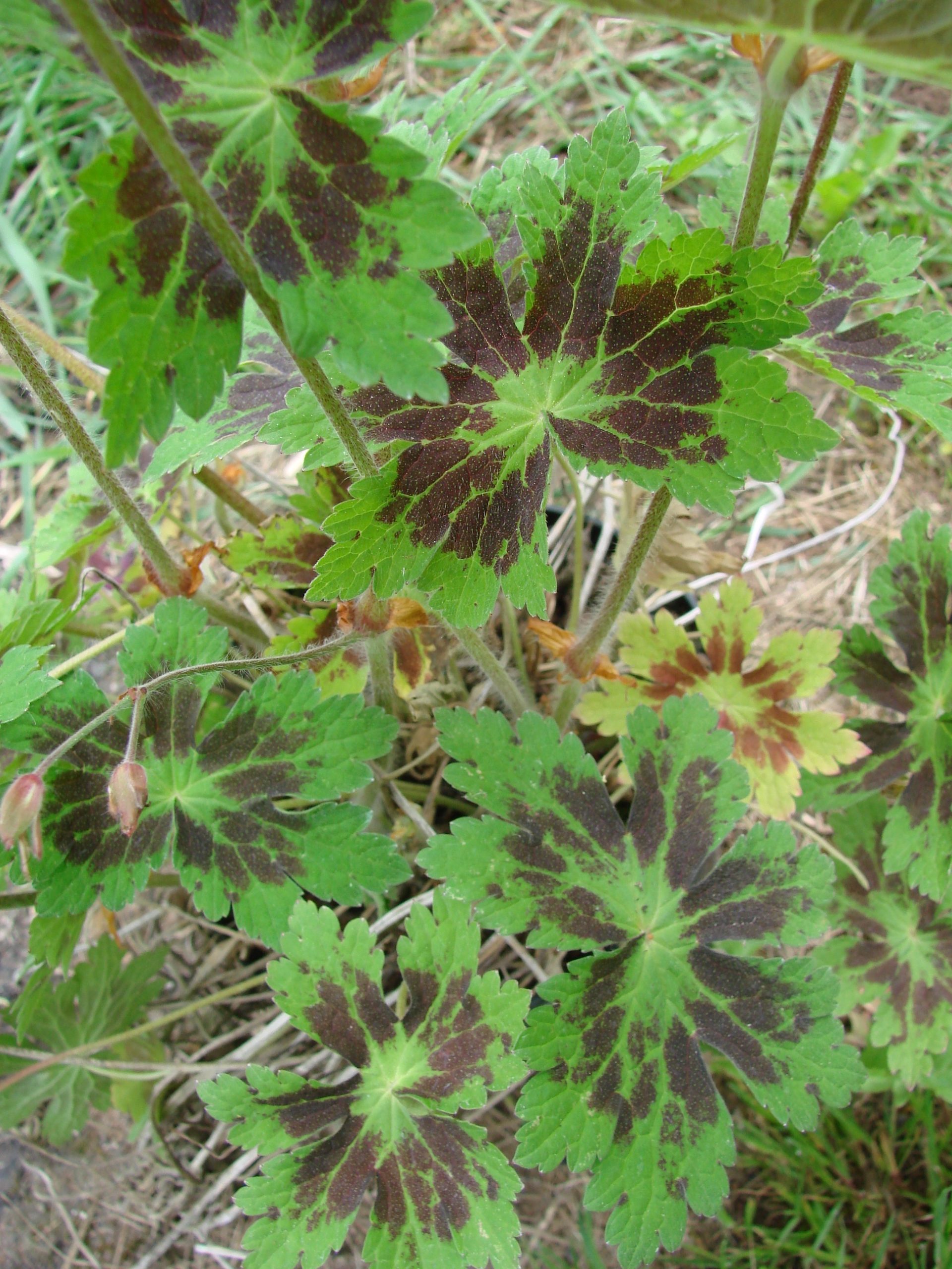 LE GÉRANIUM BRUN – GERANIUM PHAEUM ‘SAMOBOR’ – Gaart an Heem