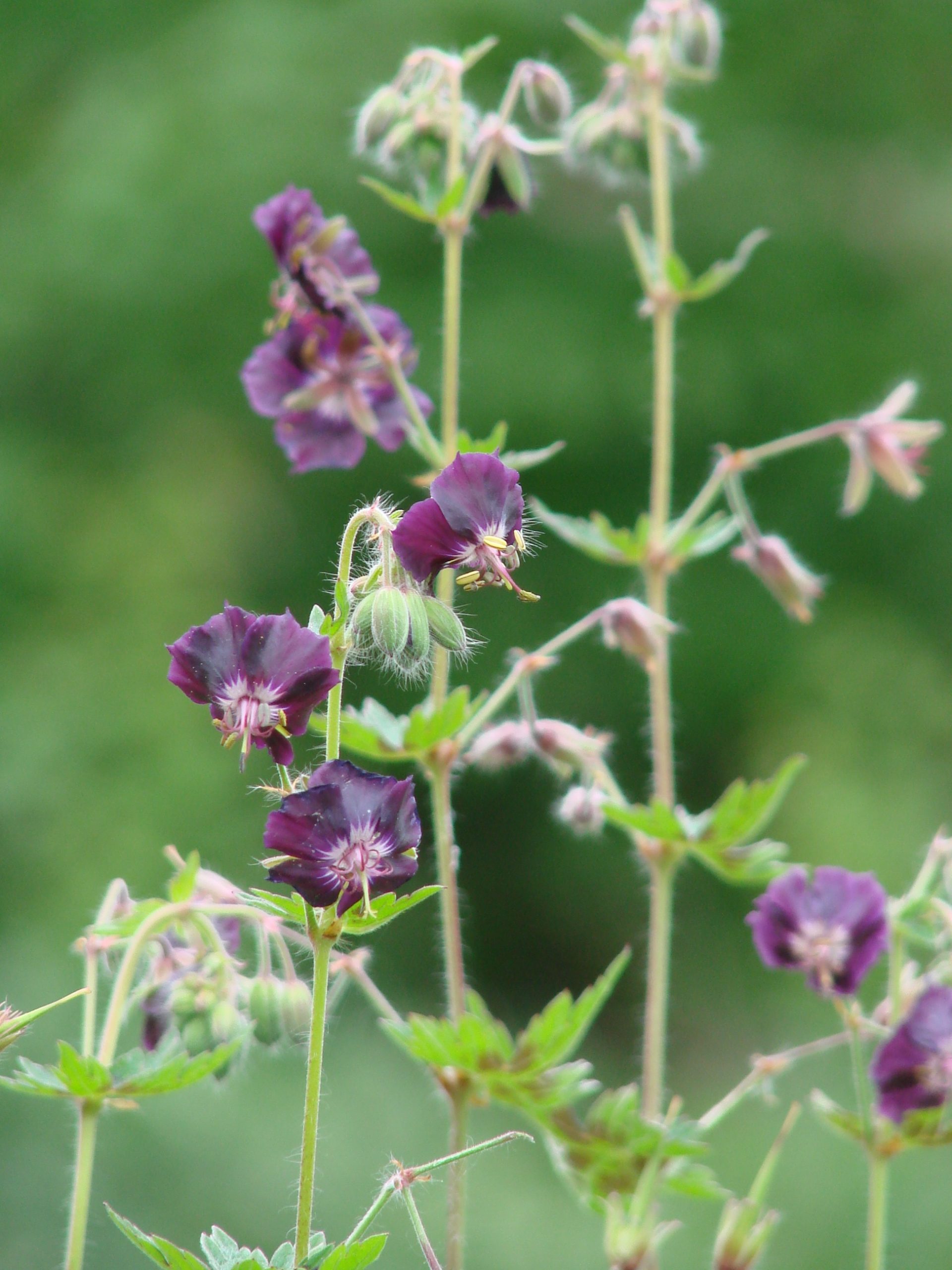LE GÉRANIUM BRUN – GERANIUM PHAEUM ‘SAMOBOR’ – Gaart an Heem