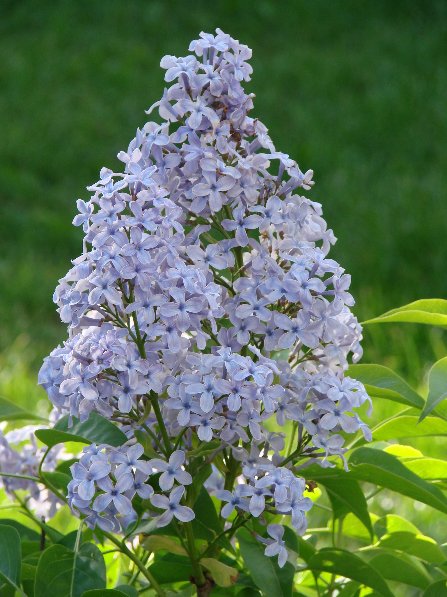 Le lilas bleu – Syringa vulgaris Bleu de Wedgwood – Gaart an Heem
