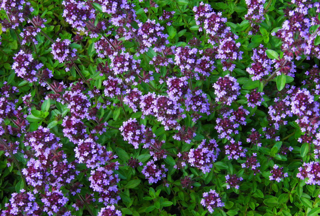 Wilder Thymian aus Frankreich – Gaart an Heem